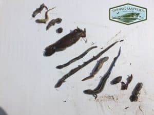 Do Trout Eat Salamanders? | Sipping Mayflies