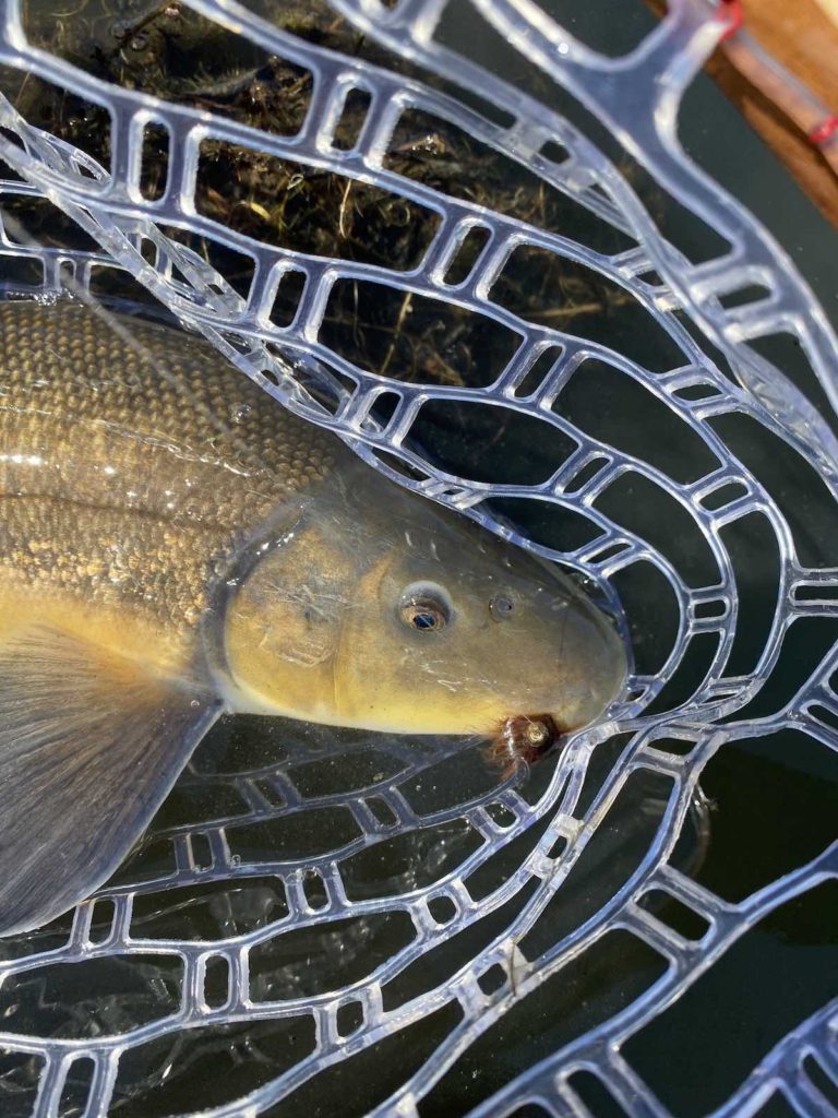 Fly Fishing for Suckers - Tips, Techniques, and Flies | Sipping Mayflies