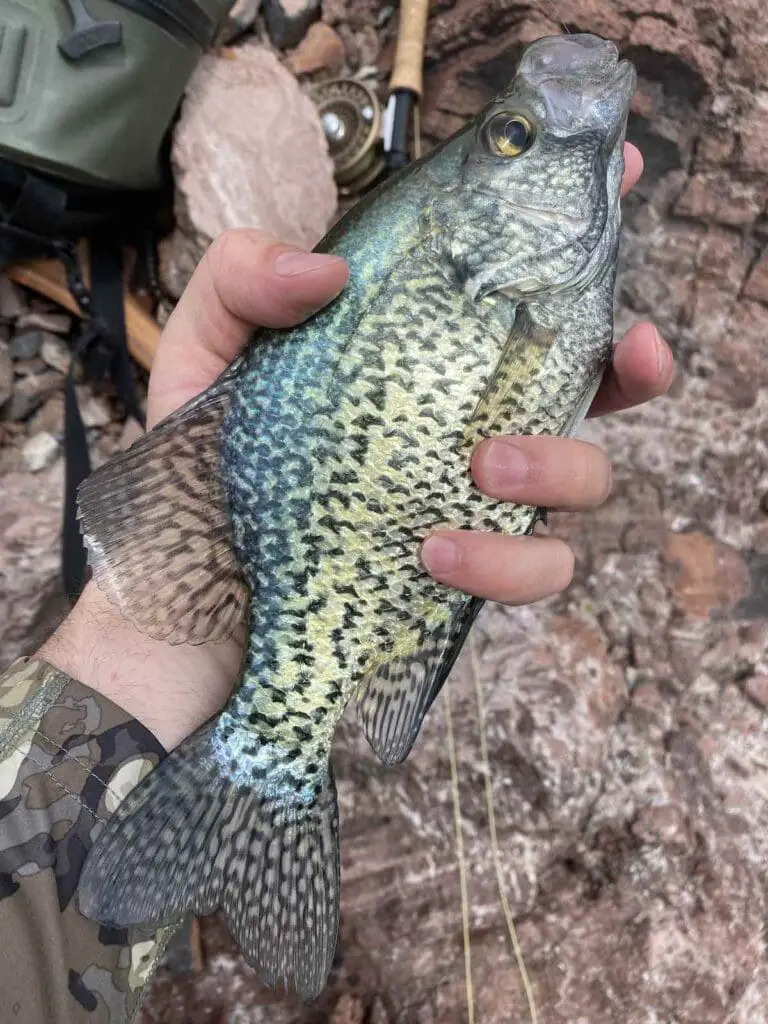 Fly Fishing for Crappies - Flies, Tactics, and Techniques | Sipping ...